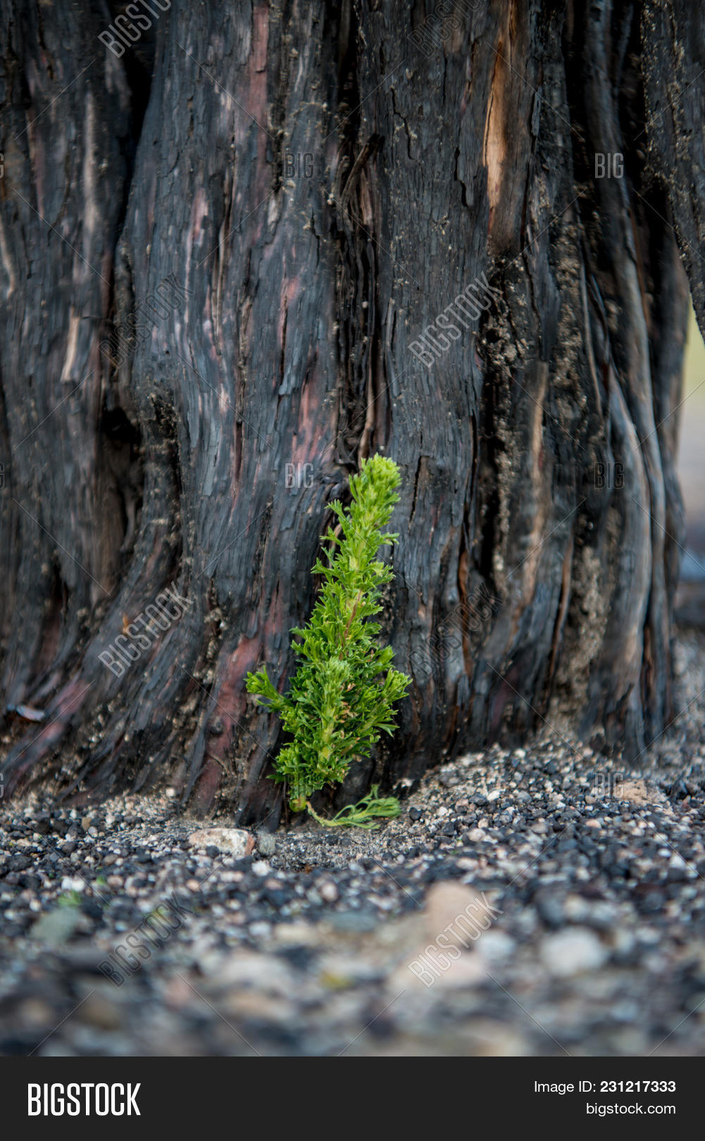 Small Green Shoot Image & Photo (Free Trial) | Bigstock