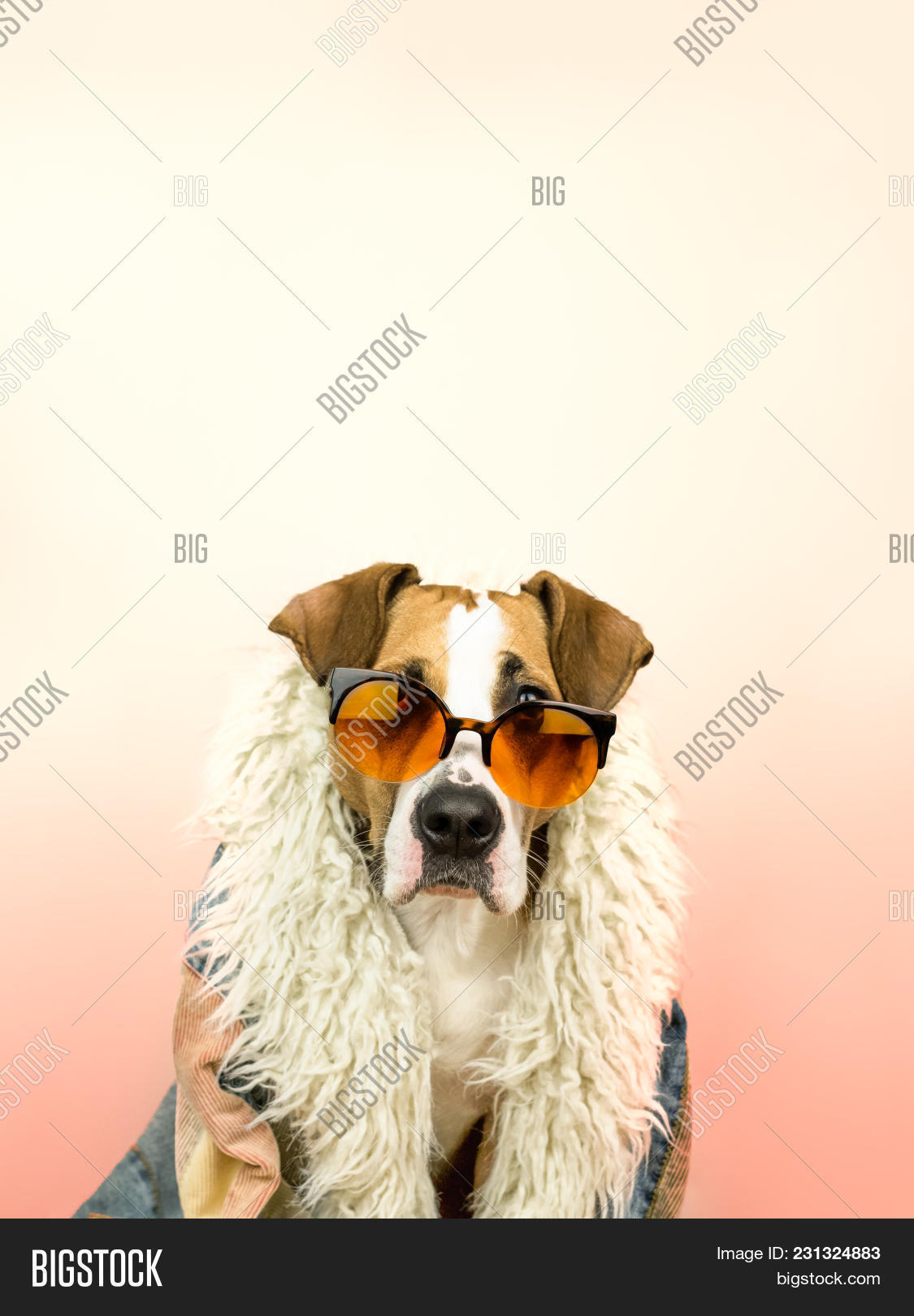 Funny Staffordshire Image & Photo (Free Trial) | Bigstock