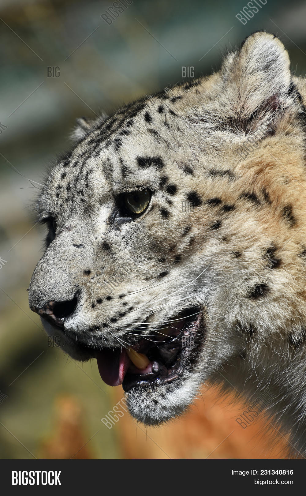 Close Side Profile Image & Photo (Free Trial) | Bigstock