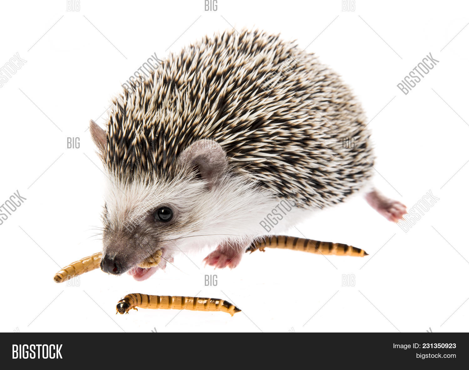 Four-toed Hedgehog ( Image & Photo (Free Trial) | Bigstock