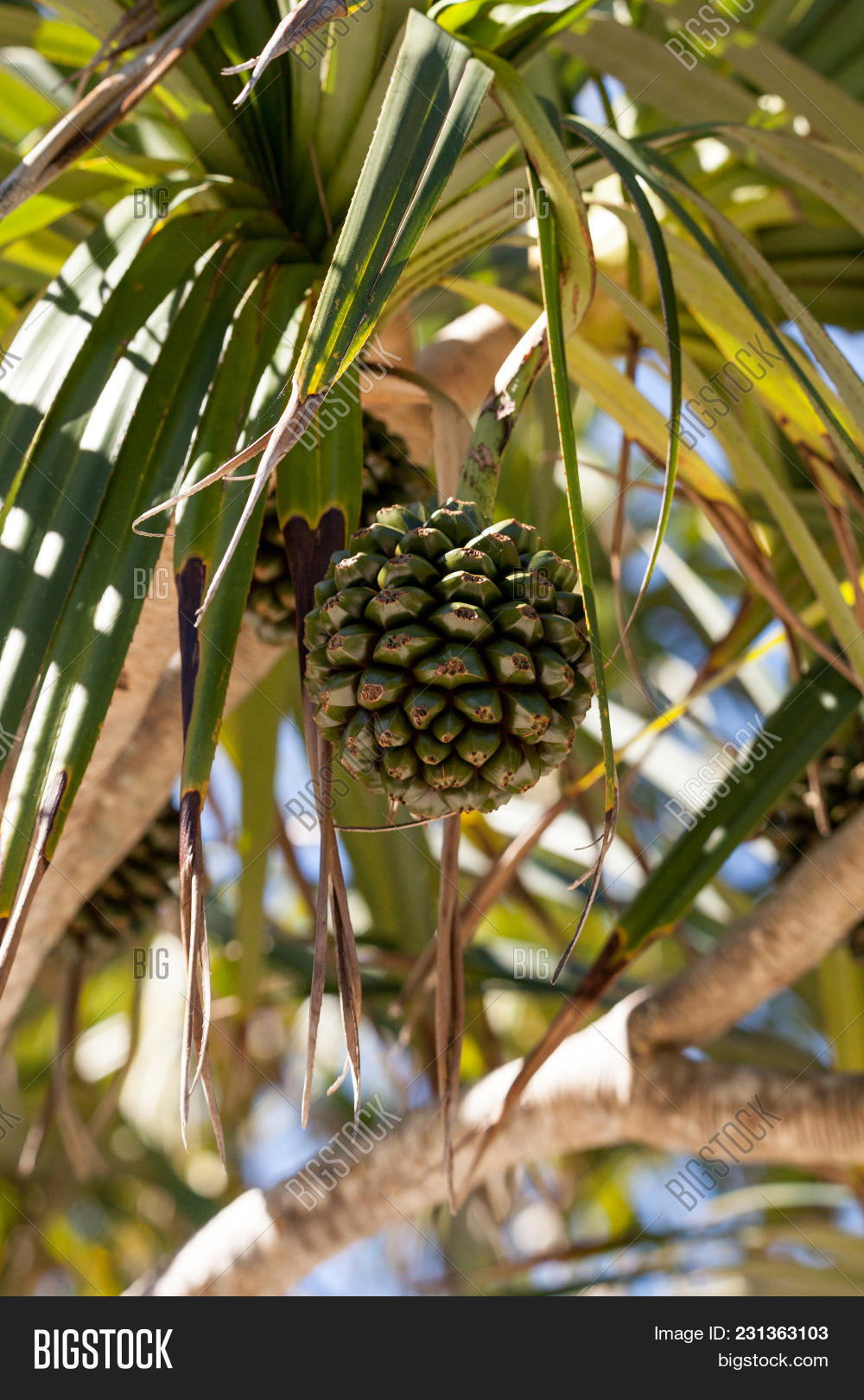 Screw Pine Fruit Image & Photo (Free Trial) | Bigstock