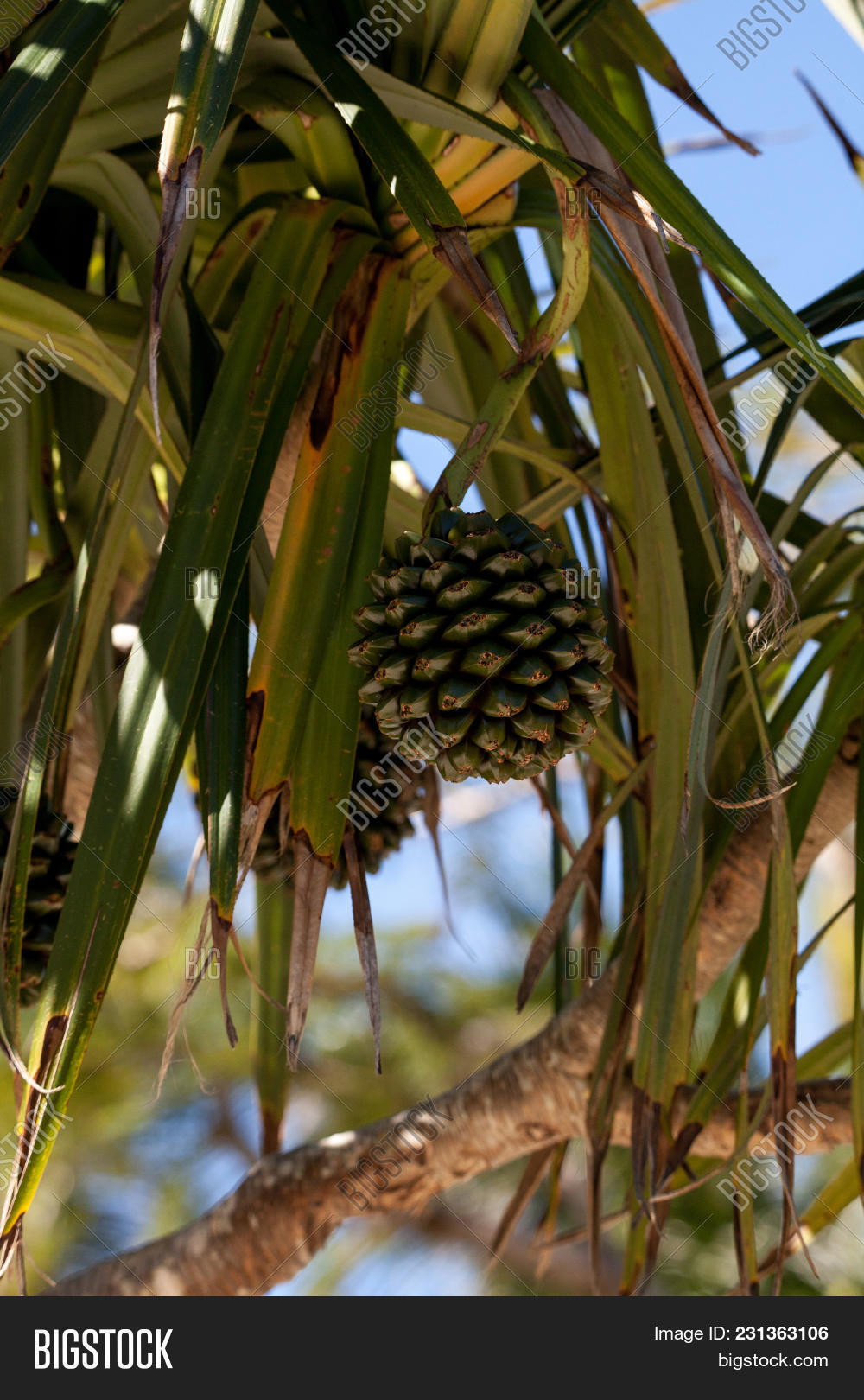 Screw Pine Fruit Image & Photo (Free Trial) | Bigstock