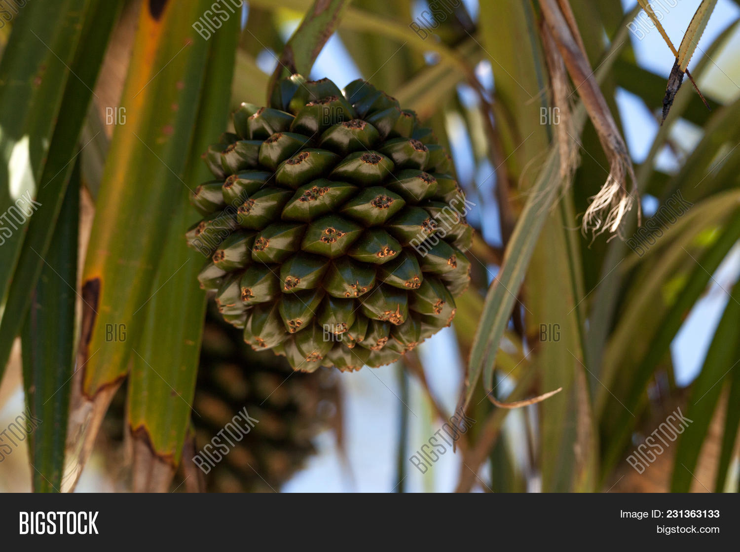Screw Pine Fruit Image & Photo (Free Trial) | Bigstock