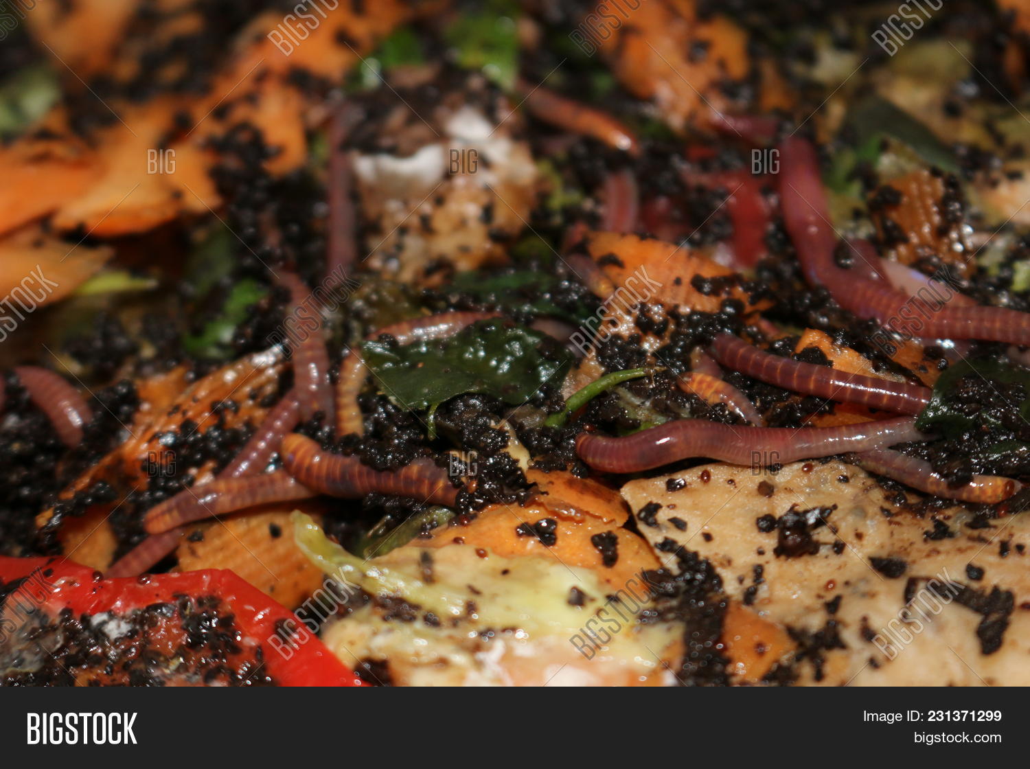 Red Worm Manure. Macro Image & Photo (Free Trial) | Bigstock