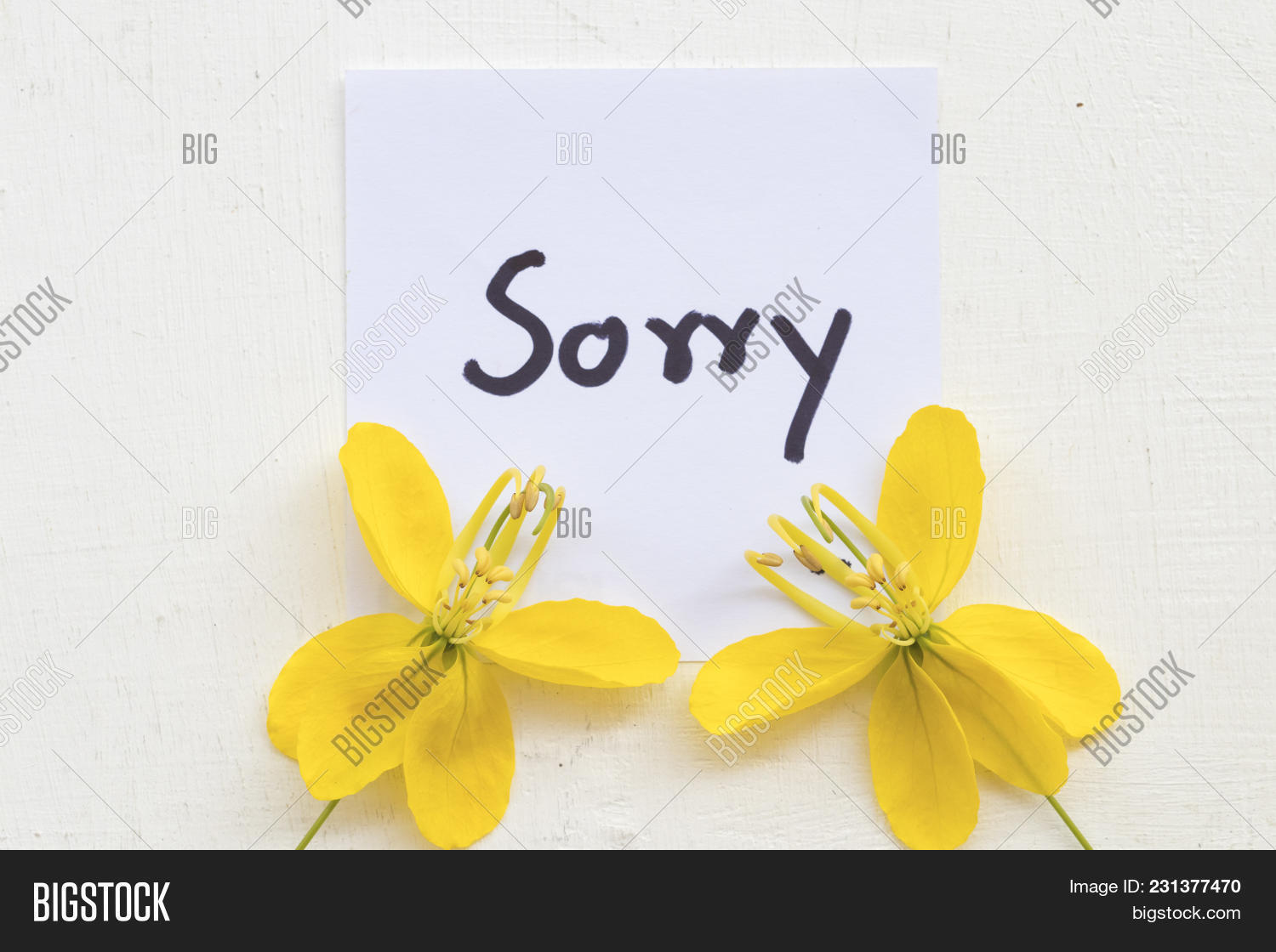 Sorry Message Card Image & Photo (Free Trial) | Bigstock
