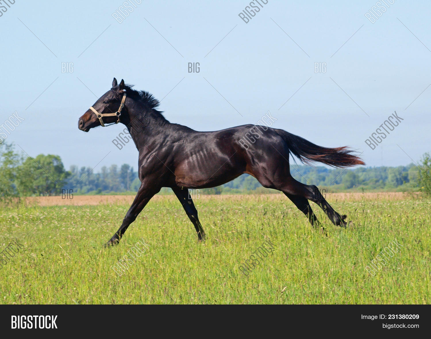 Warmblood Bay Colt Image & Photo (Free Trial) | Bigstock