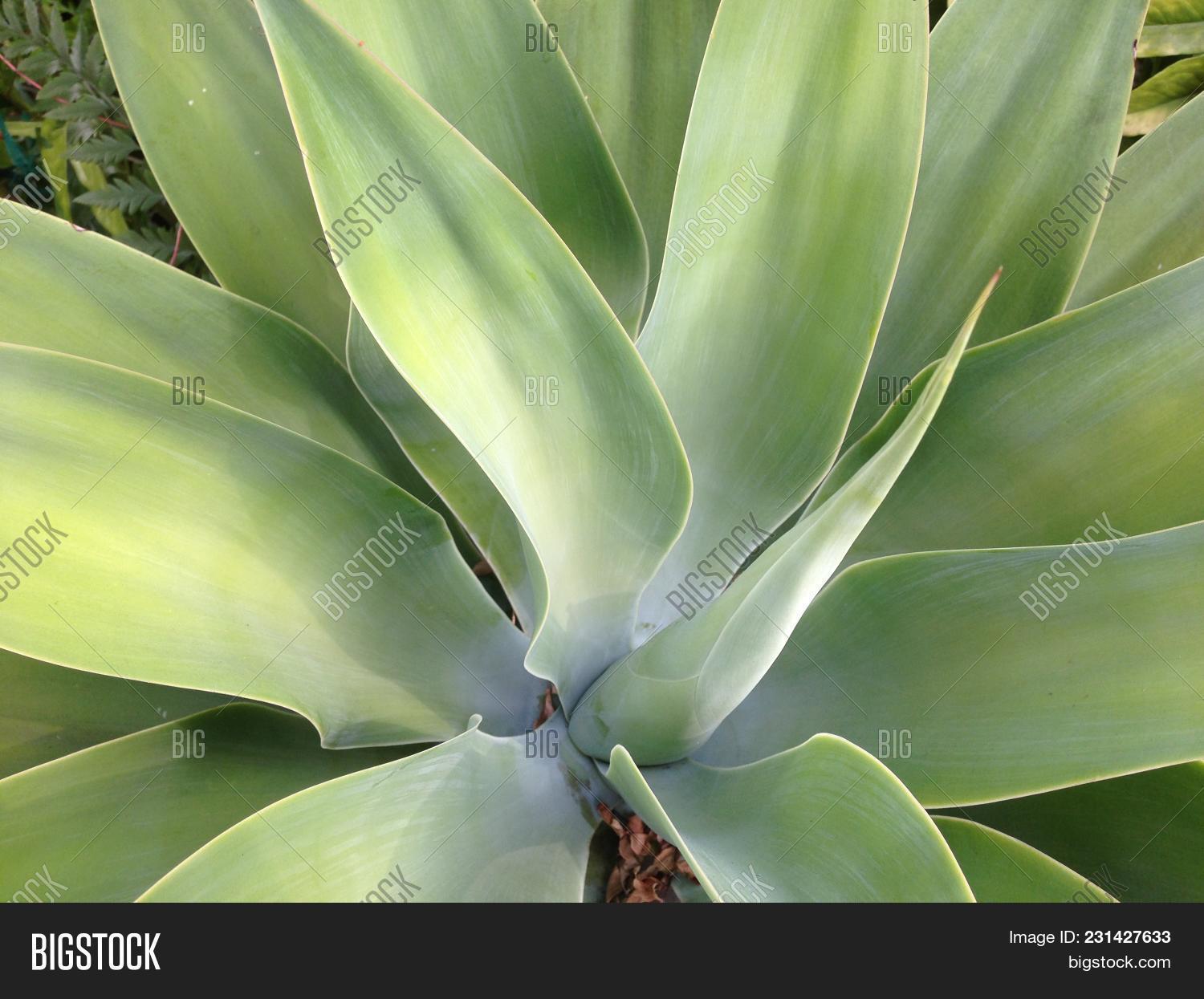 Details Plant Hard, Image & Photo (Free Trial) | Bigstock
