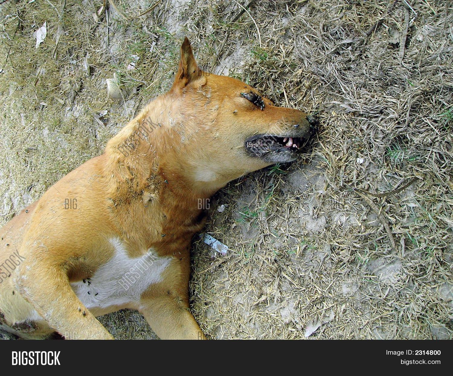 Rotting Carcass Image & Photo (Free Trial) | Bigstock