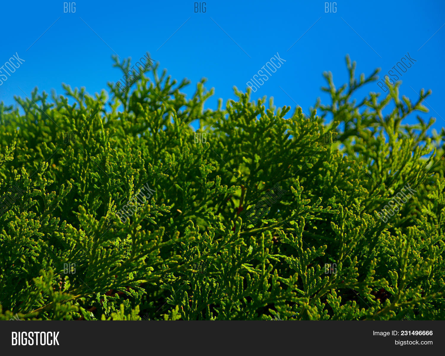 Green Thuja Leaf Image & Photo (Free Trial) | Bigstock