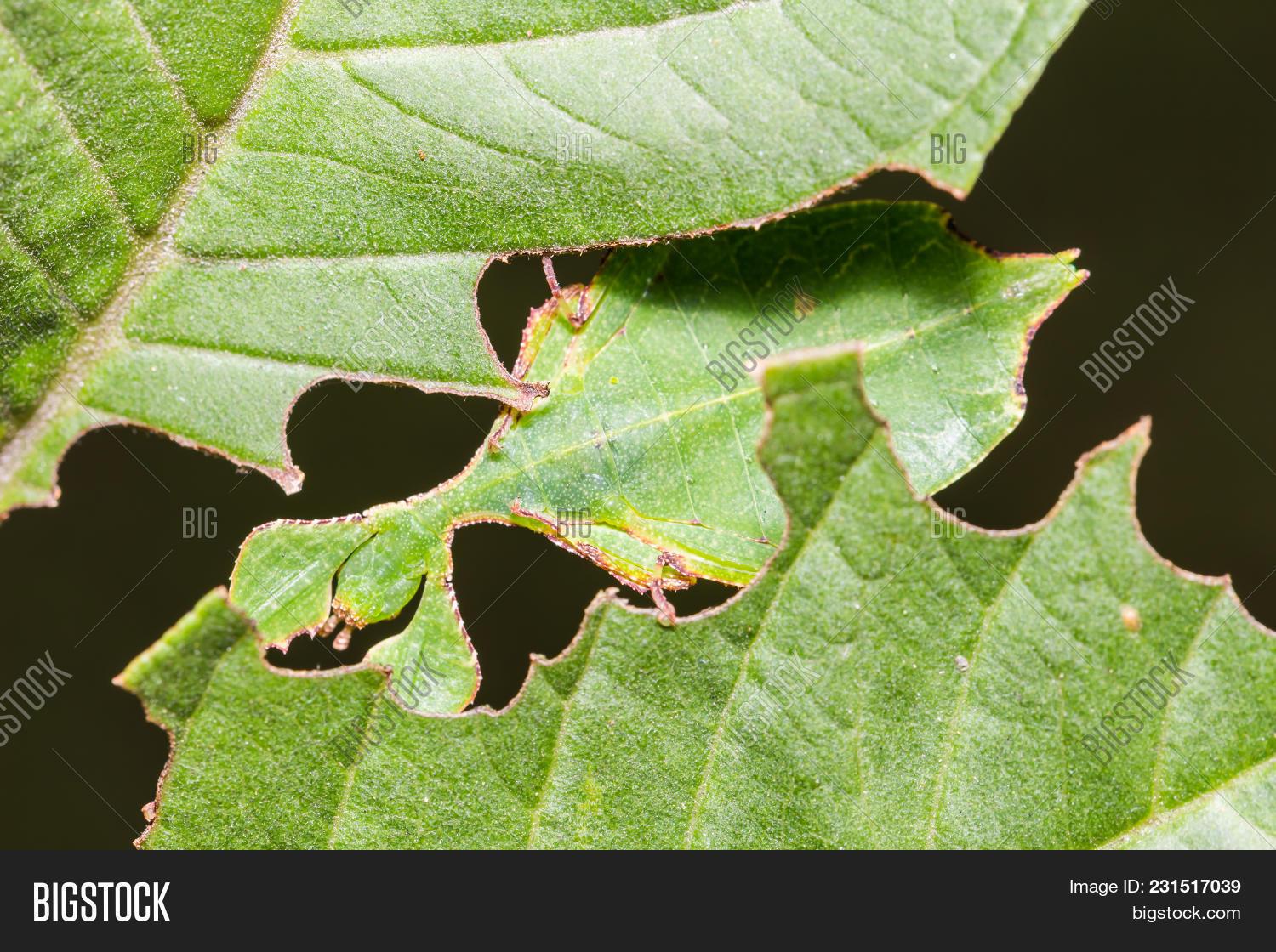 Female Leaf Insect ( Image & Photo (Free Trial) | Bigstock
