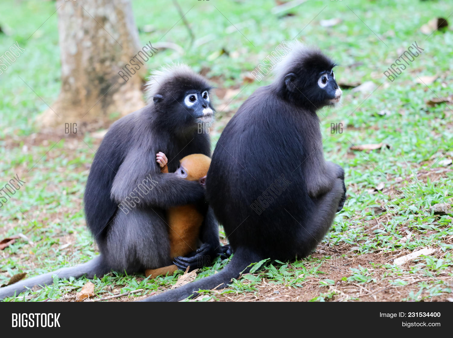 Dusky Langur Leaf Image & Photo (Free Trial) | Bigstock