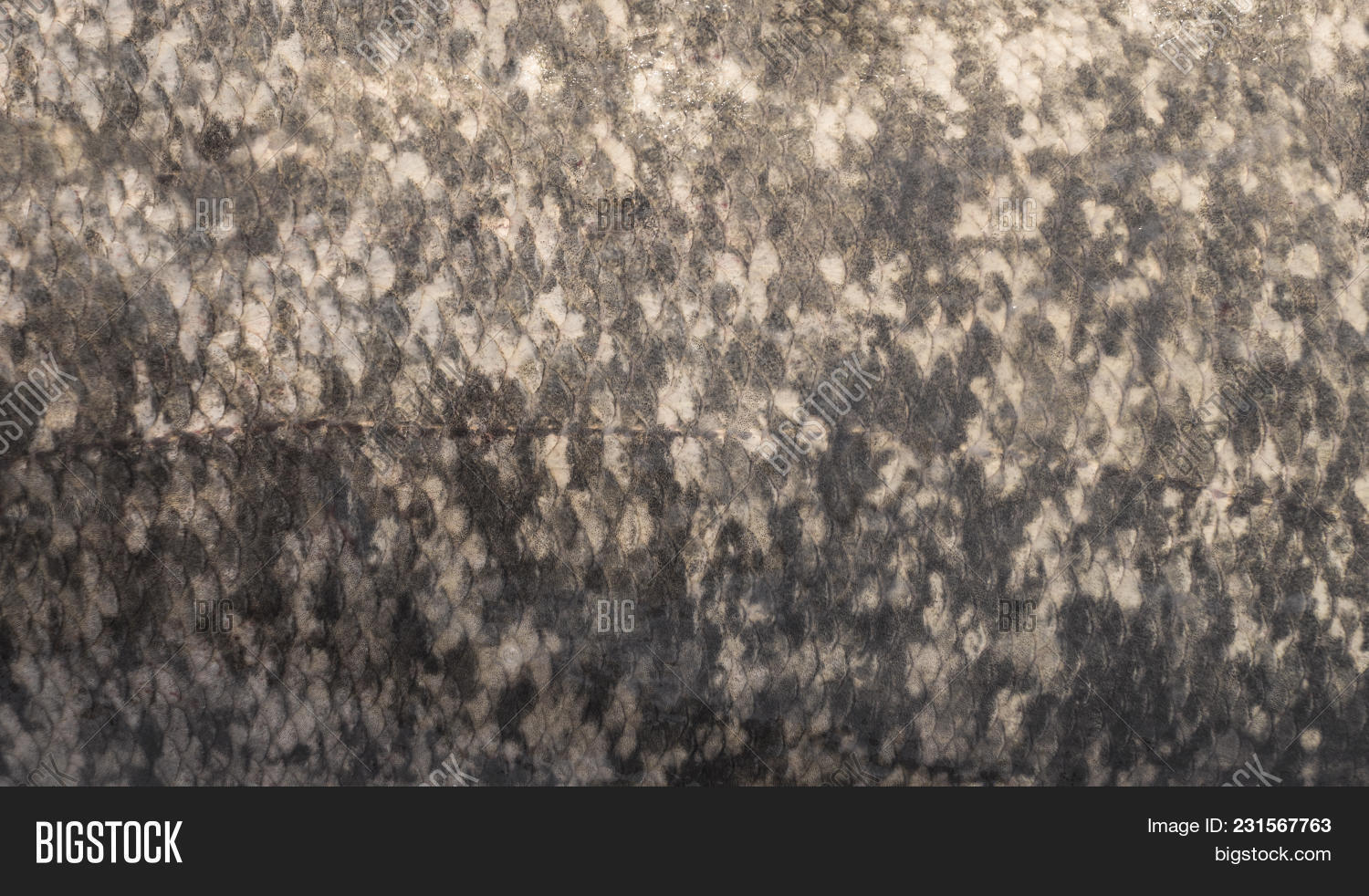 Fishing Camouflage Image & Photo (Free Trial) | Bigstock