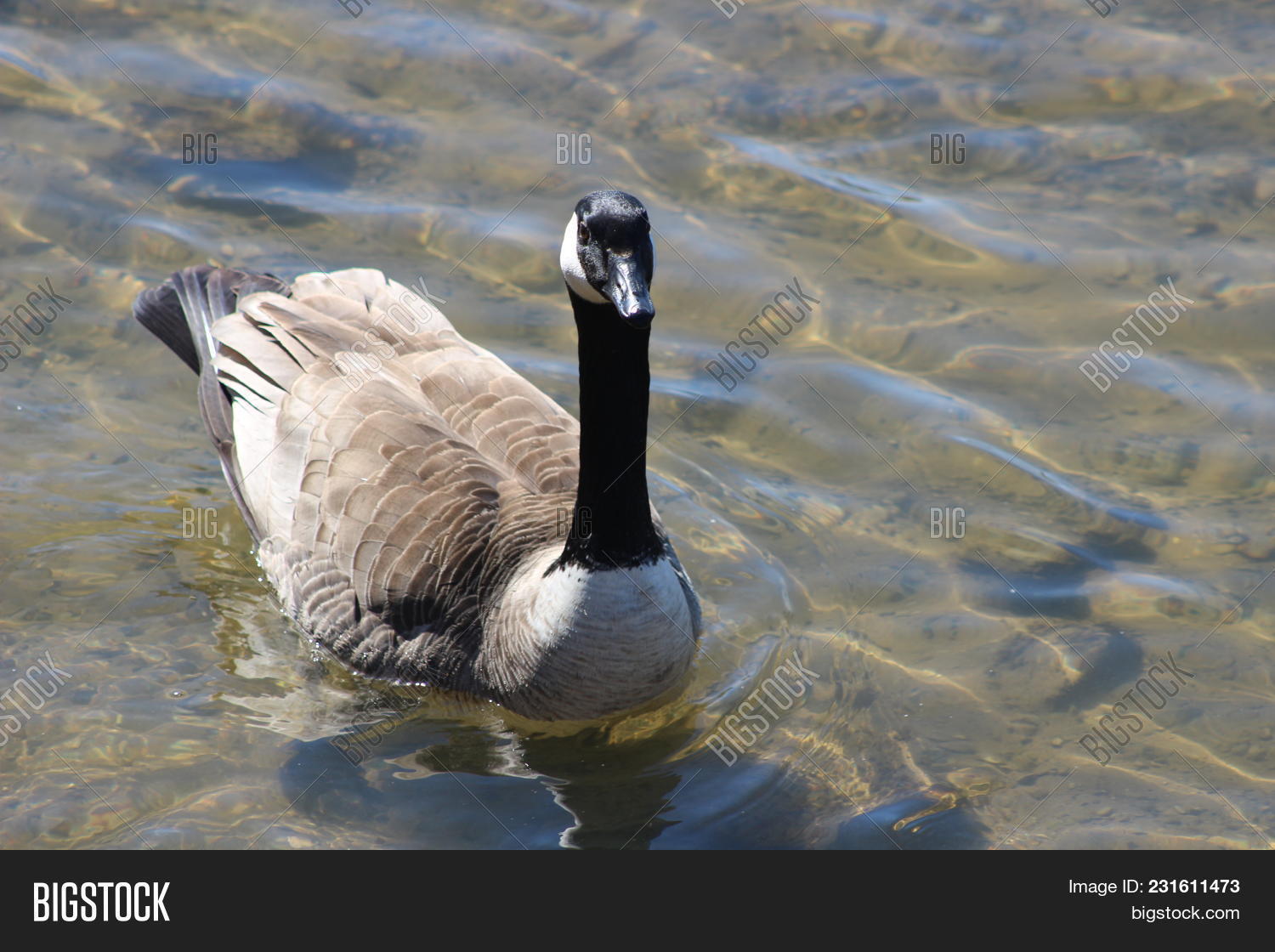 Canadian Goose Swims Image & Photo (Free Trial) | Bigstock