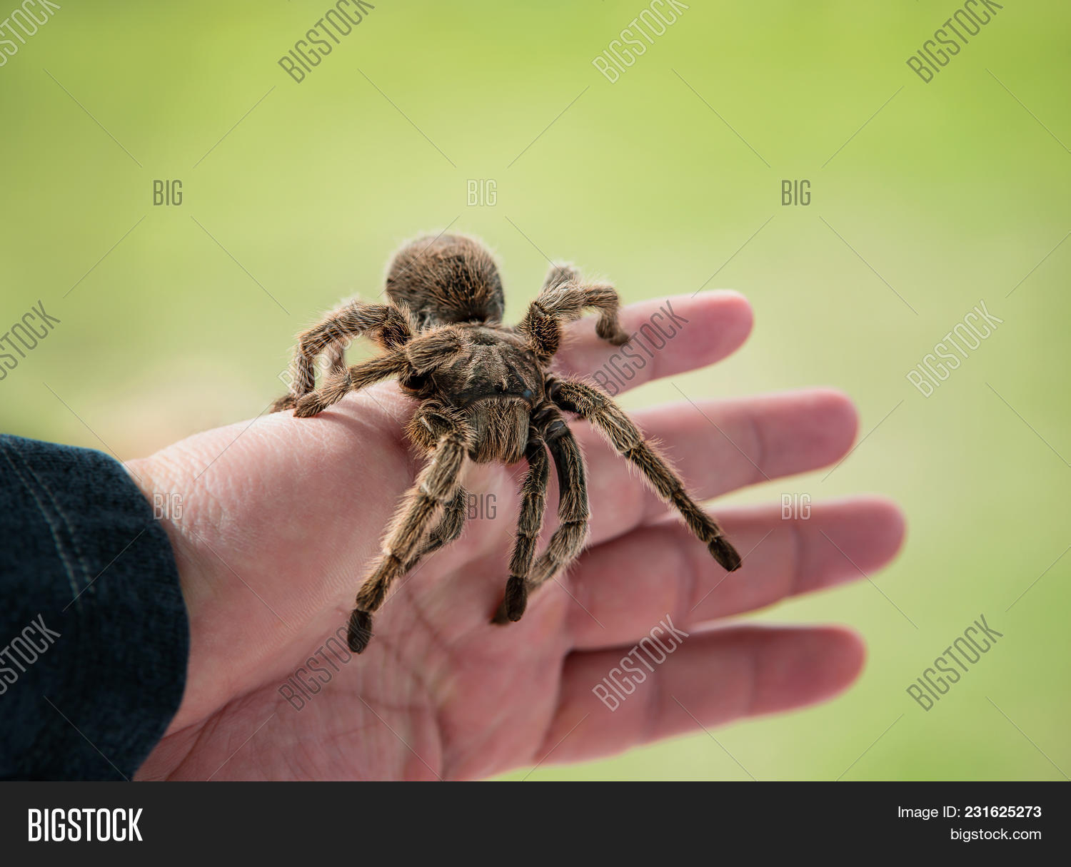 Hand Holding Tarantula Image & Photo (Free Trial) | Bigstock