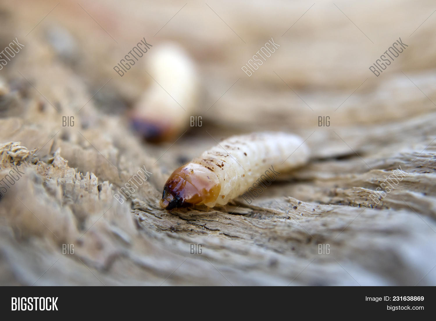Little Woodworm Lies Image & Photo (Free Trial) | Bigstock