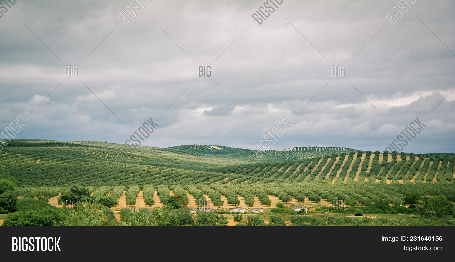 View Olive Tree Fields Image & Photo (Free Trial) | Bigstock