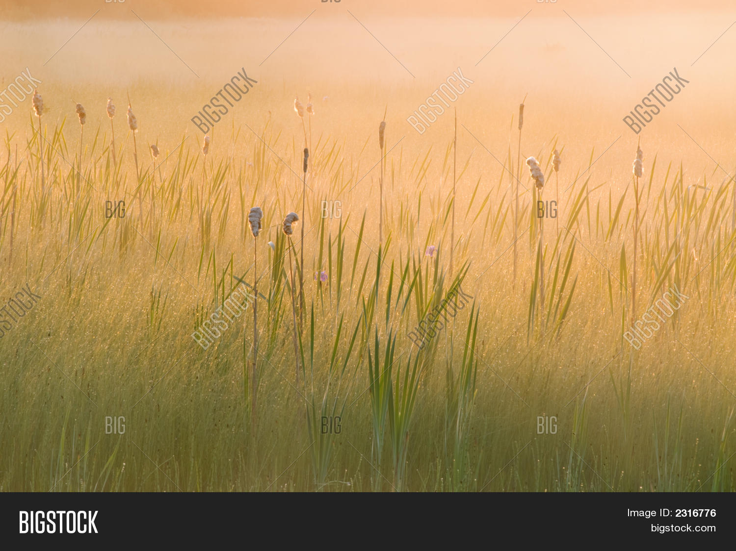 Sunrise Summer Marsh Image & Photo (Free Trial) | Bigstock