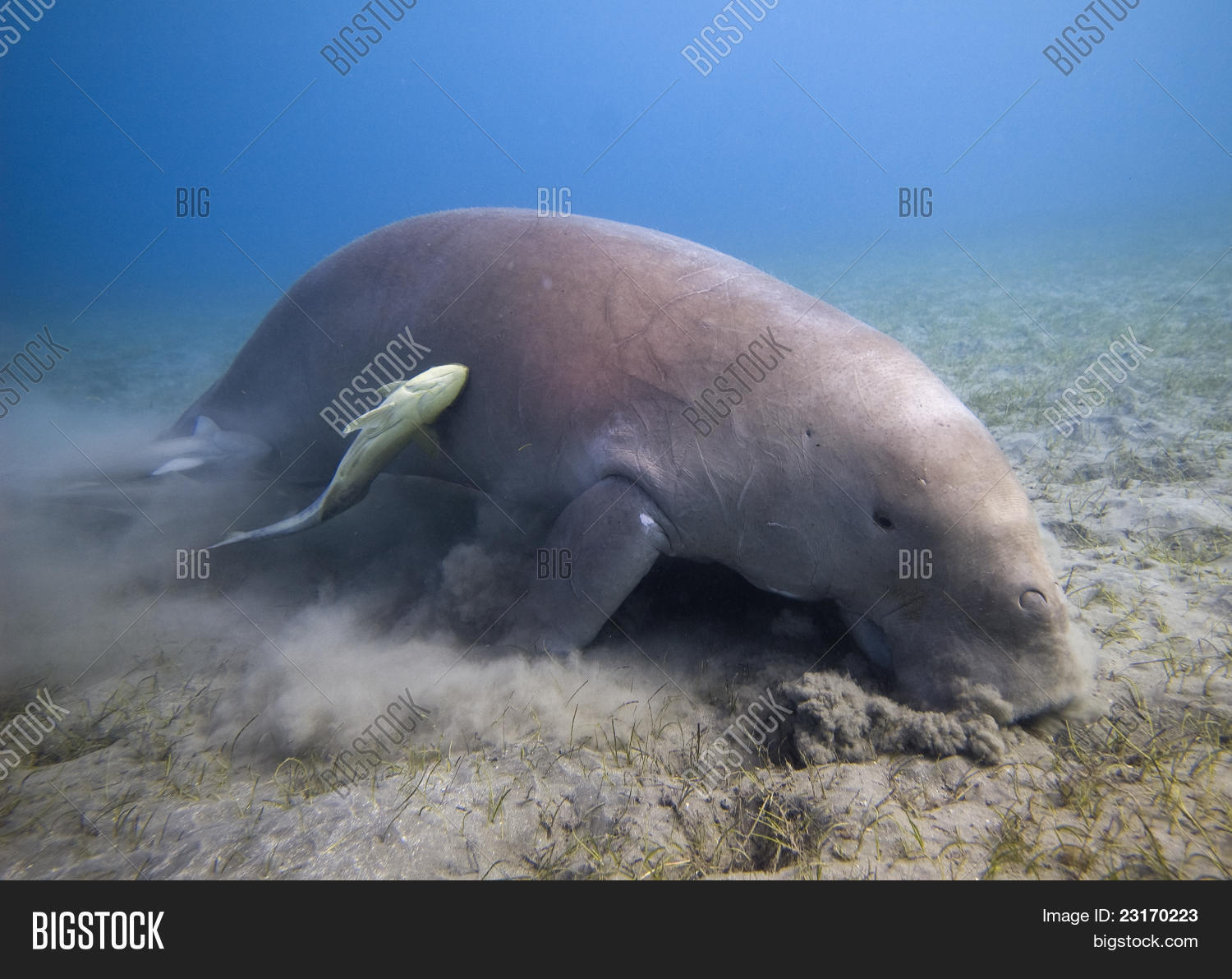 Doejong afbeelding en foto (gratis proefversie) | Bigstock