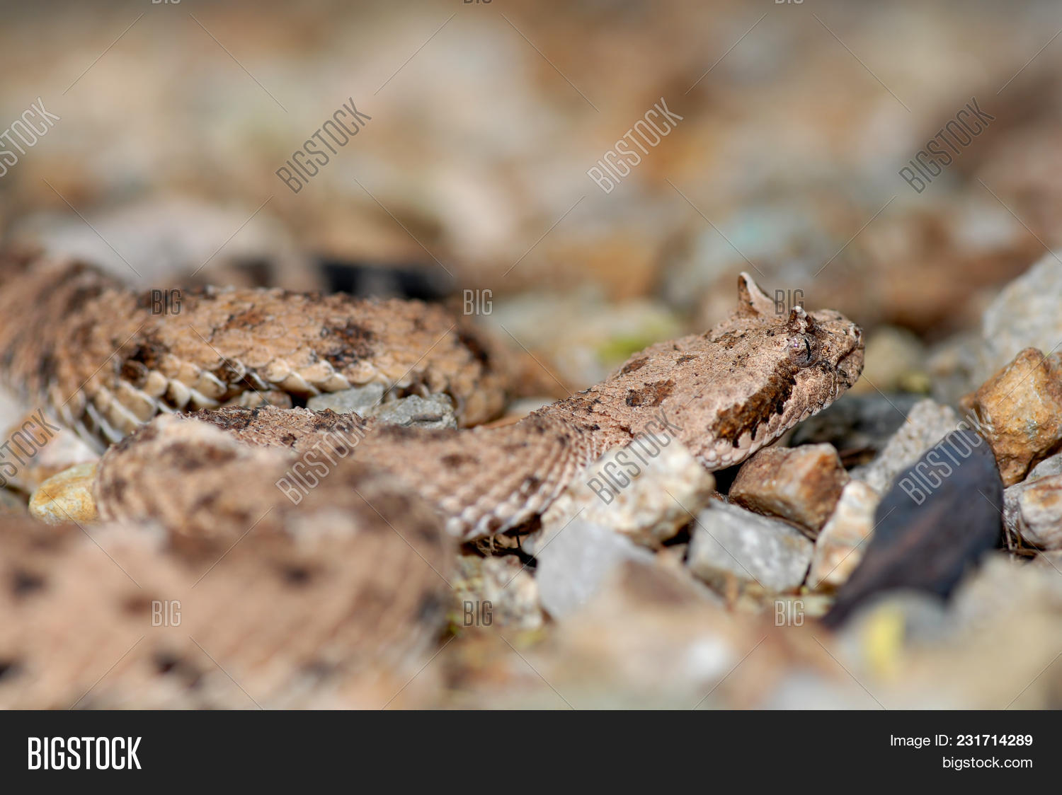 Sonoran Sidewinder Image & Photo (Free Trial) | Bigstock