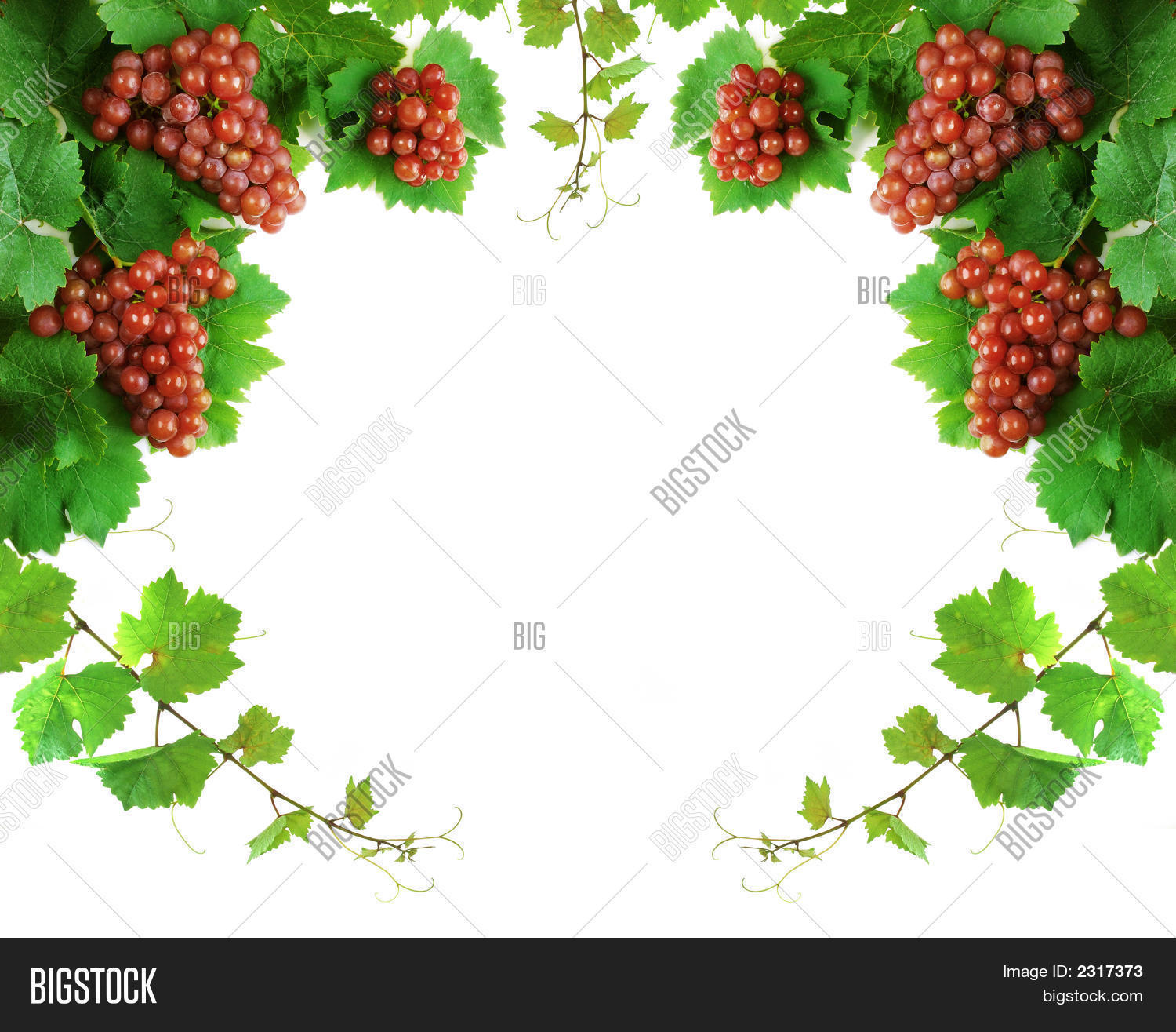 Grapevine Border Image & Photo (Free Trial) | Bigstock