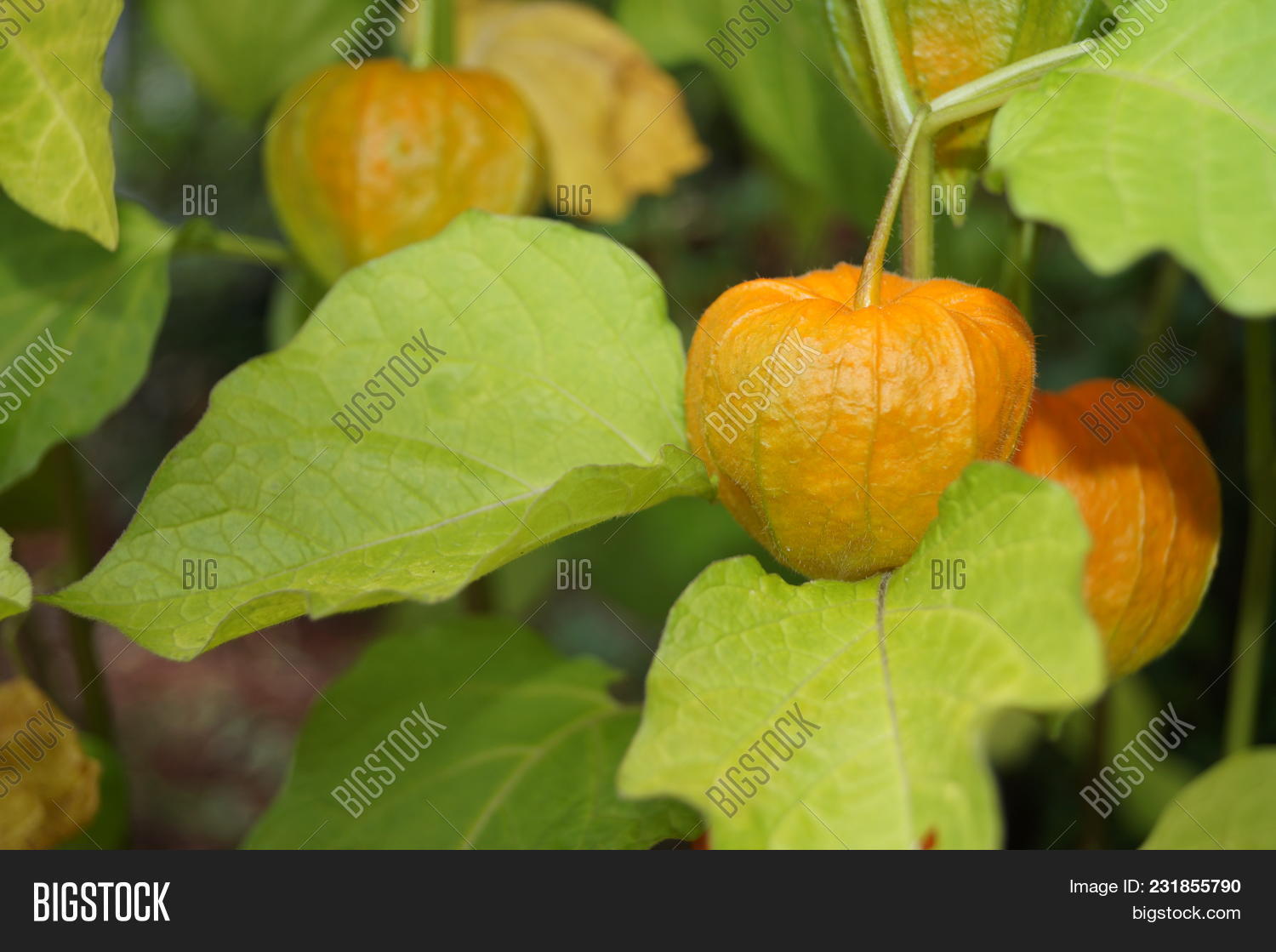 Physalis Peruviana Image & Photo (Free Trial) | Bigstock