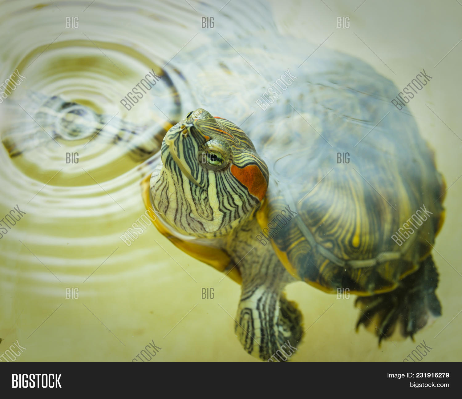 Red-eared Turtle Image & Photo (Free Trial) | Bigstock