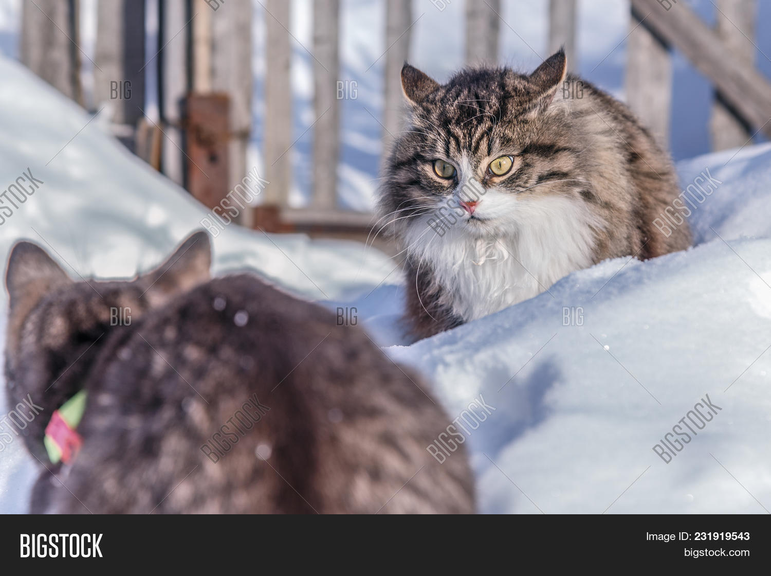 Confrontation Two Cats Image & Photo (Free Trial) | Bigstock