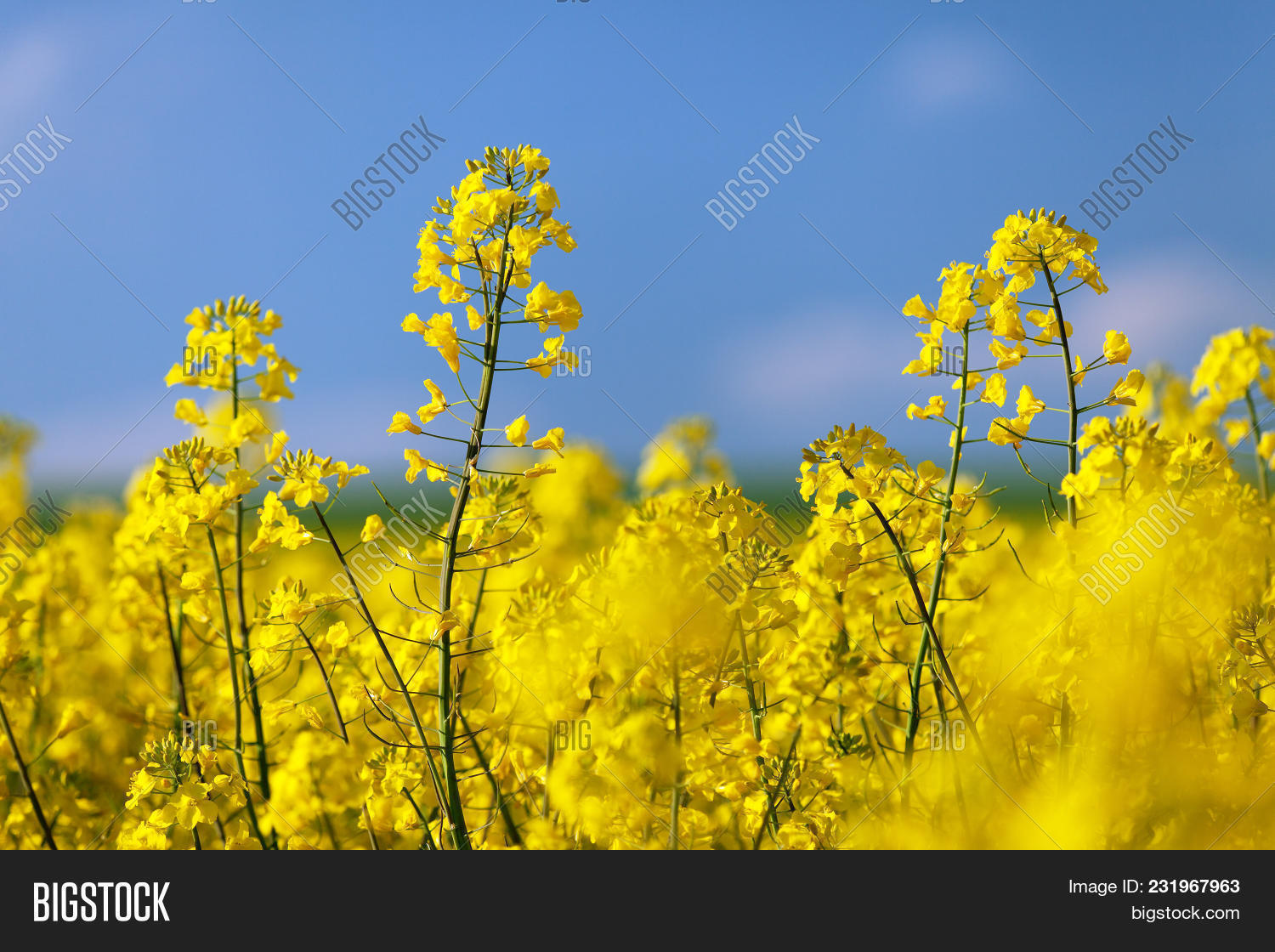Detail Flowering Image & Photo (Free Trial) | Bigstock