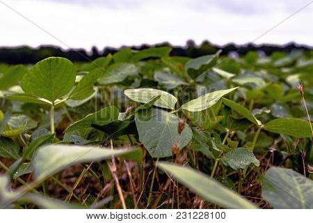 Soybean Plant Images, Illustrations, Vectors - Soybean Plant Stock ...