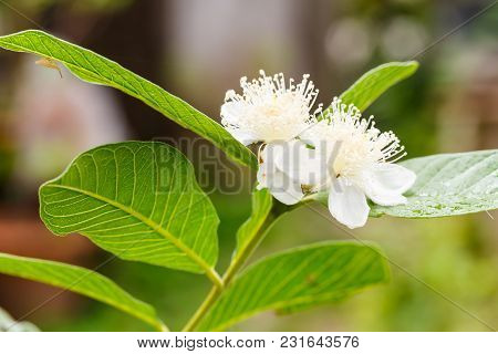Guava Flower Full Image & Photo (Free Trial) | Bigstock