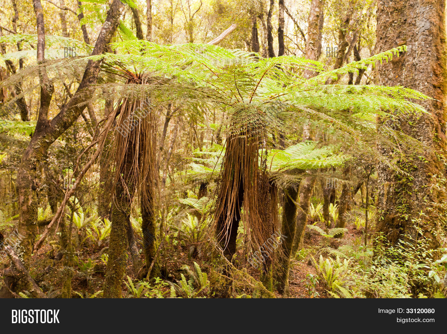 Katote Fern Tree NZ Image & Photo (Free Trial) | Bigstock