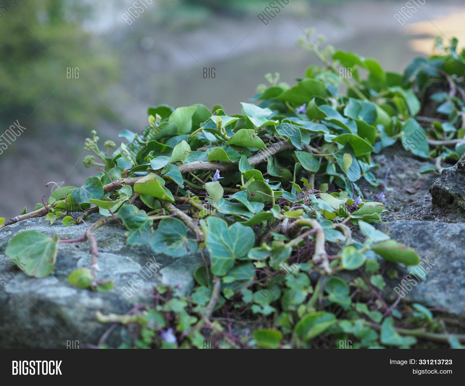 Ivy Plant Stone Wall Image & Photo (Free Trial) | Bigstock