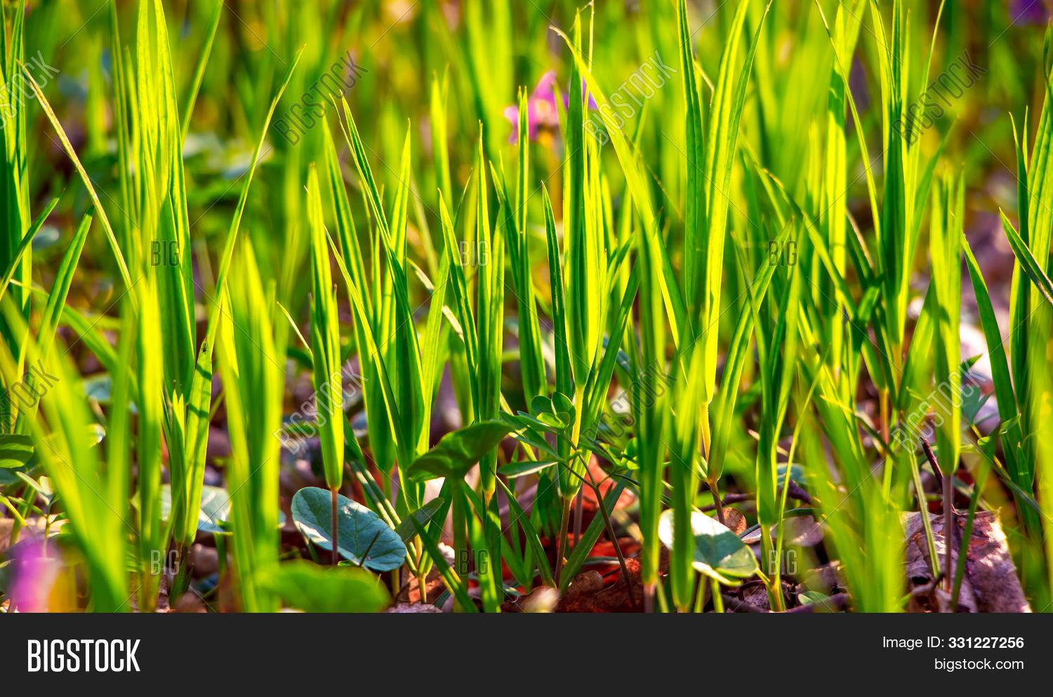 Fresh Young Grass Image & Photo (Free Trial) | Bigstock