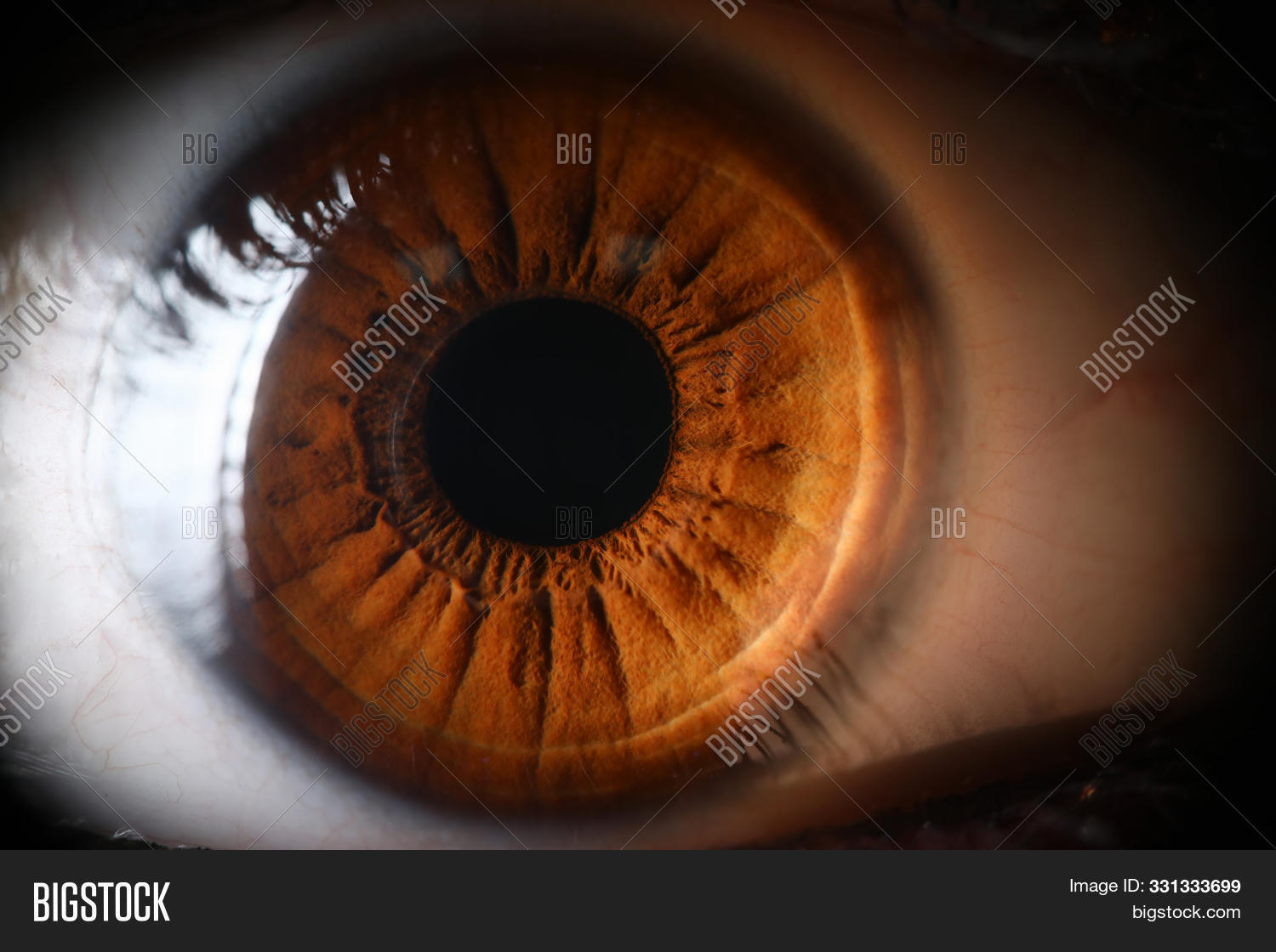 Human Brown Eye Image & Photo (Free Trial) | Bigstock