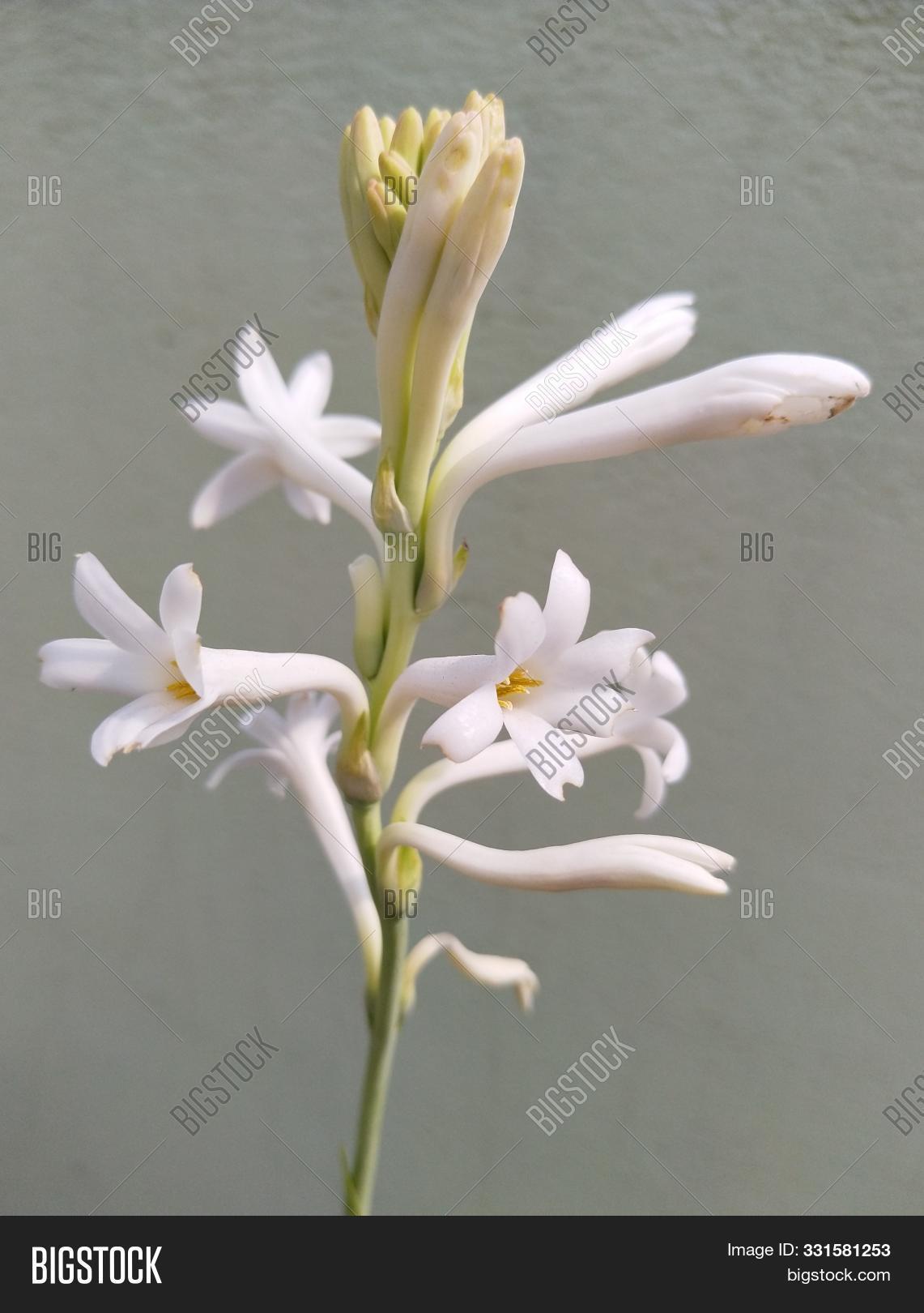 Beautiful White Image & Photo (Free Trial) | Bigstock