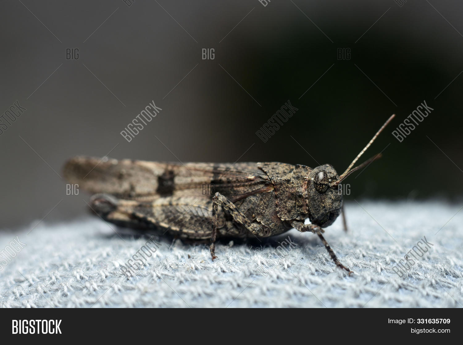 Grasshopper Sitting On Image & Photo (Free Trial) | Bigstock