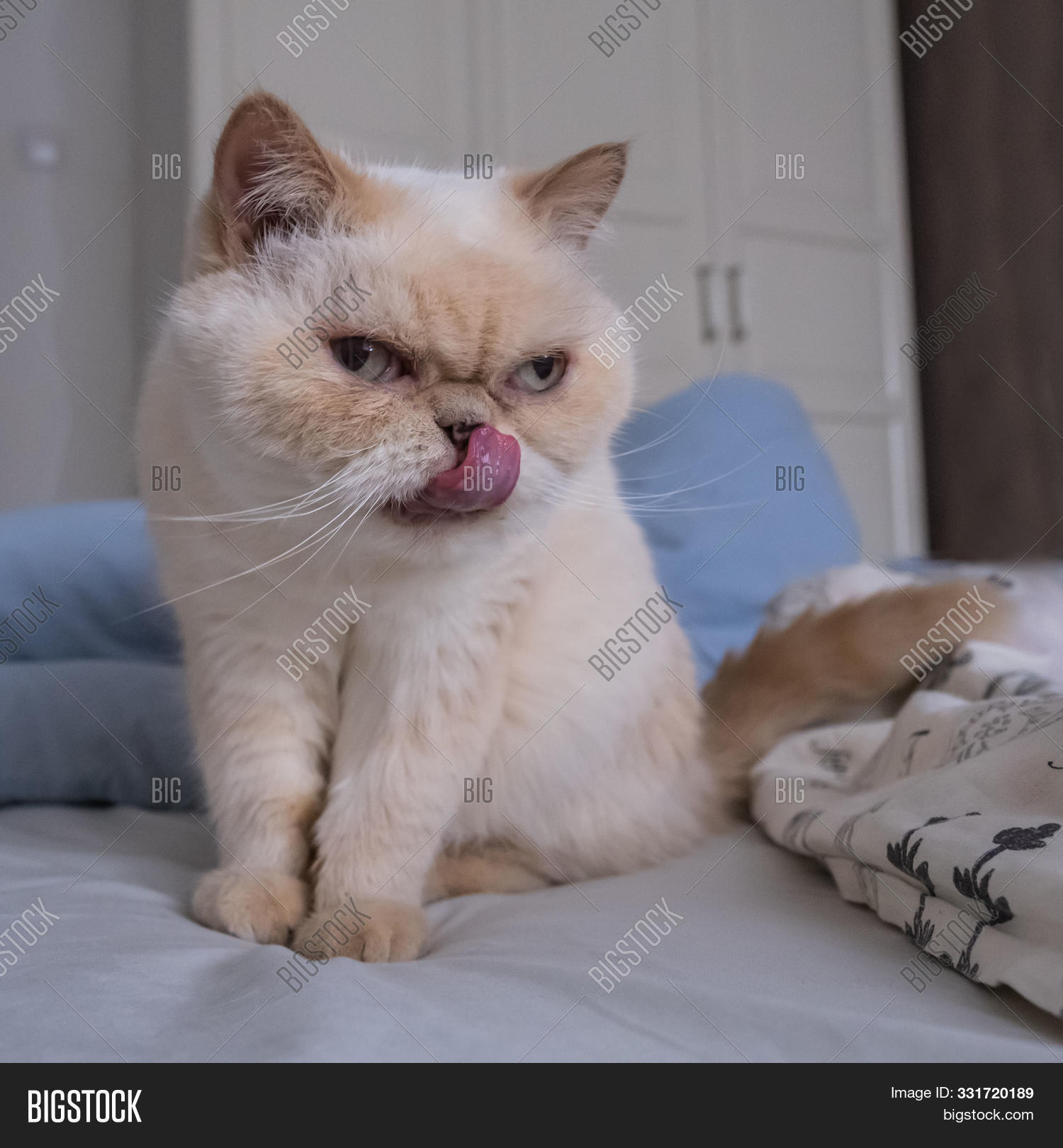 Cute Scowl Cat Sits On Image & Photo (Free Trial) | Bigstock
