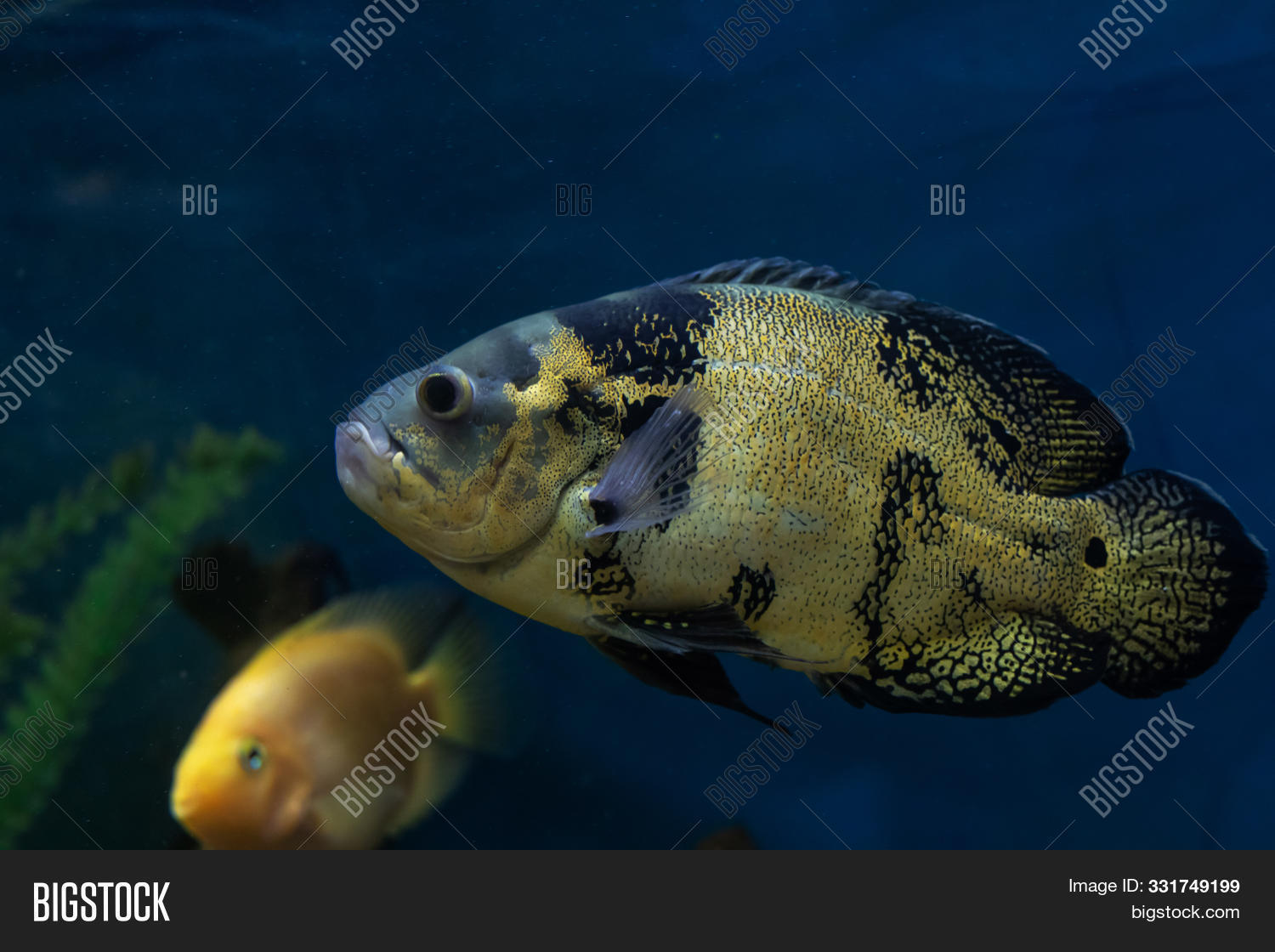 Tropical Cichlids Image & Photo (Free Trial) | Bigstock