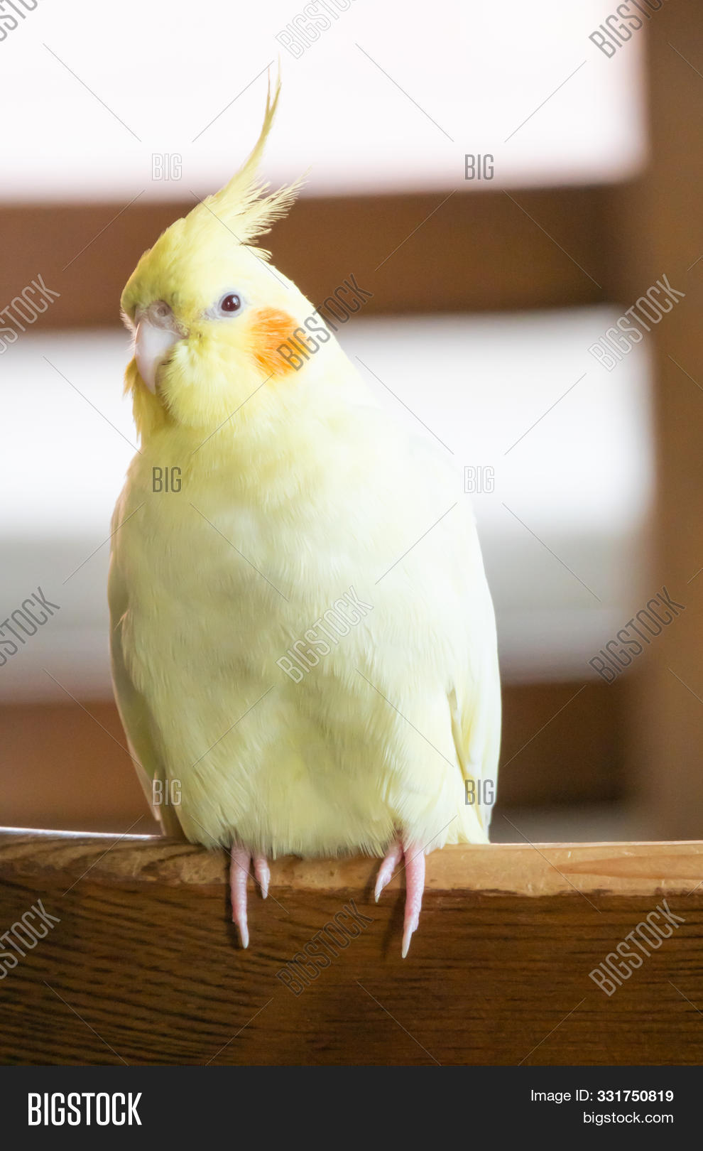 Yellow Parrot Corella Image & Photo (Free Trial) | Bigstock