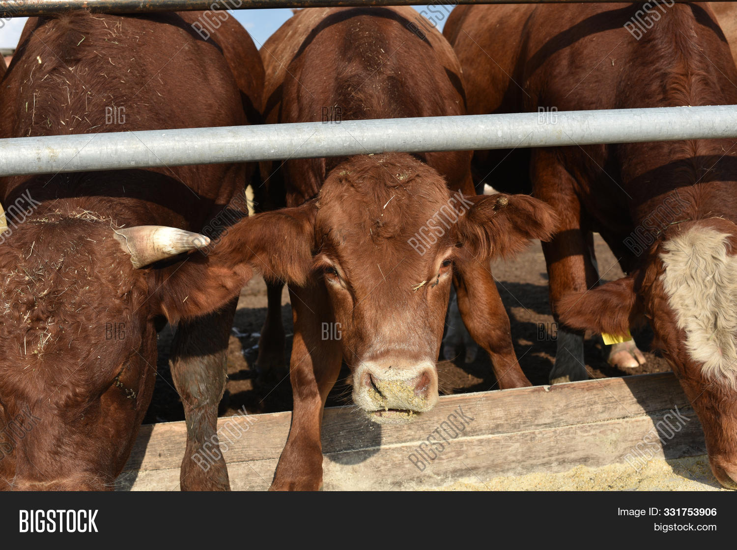 Limousine Bulls On Image & Photo (Free Trial) | Bigstock