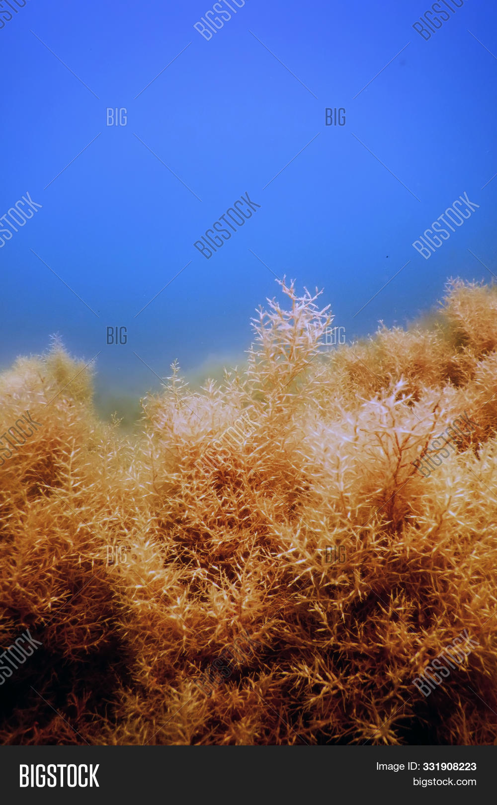 Imagen y foto Forest Seaweed, (prueba gratis) | Bigstock