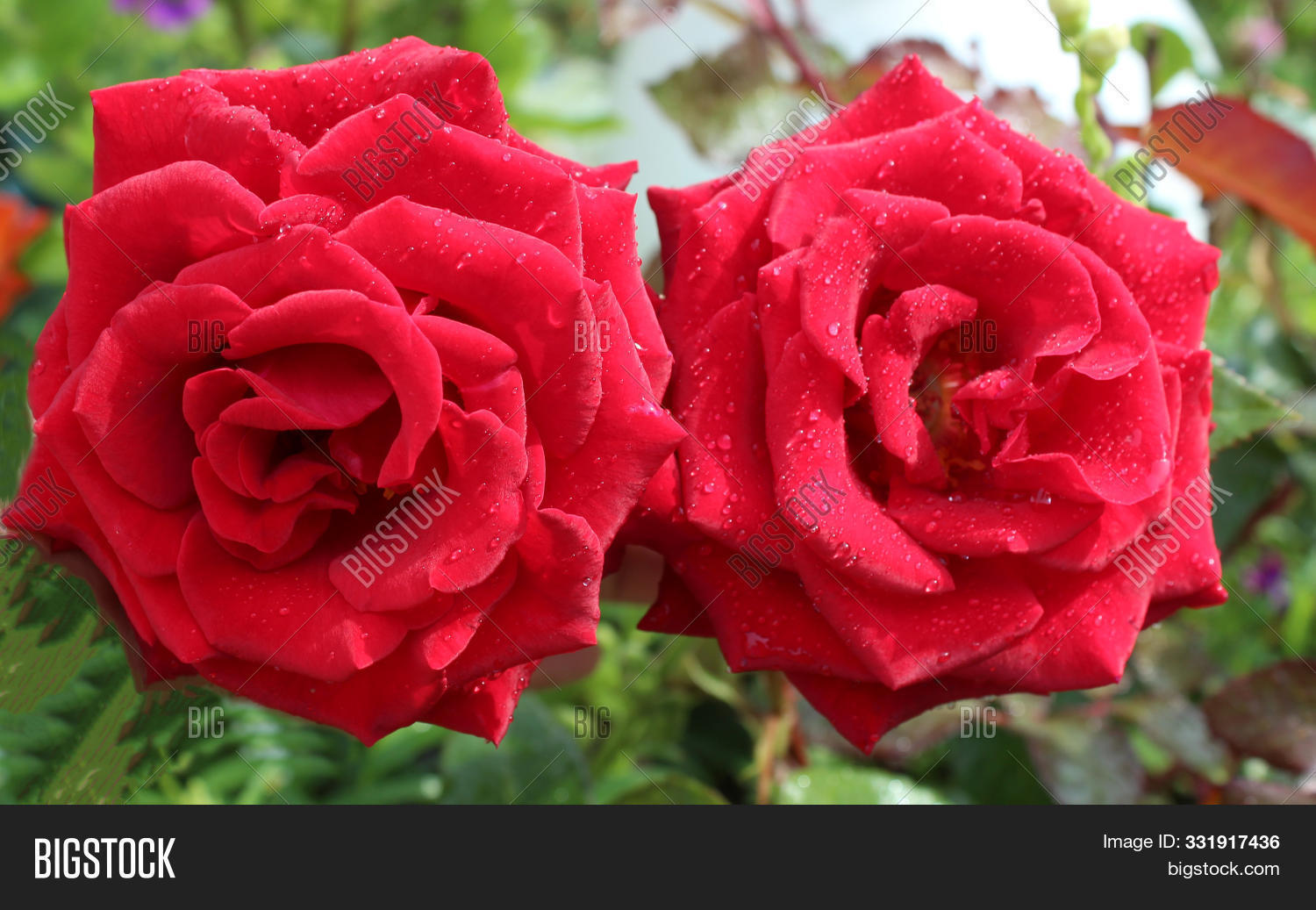 Two Buds Red Rose Image & Photo (Free Trial) | Bigstock