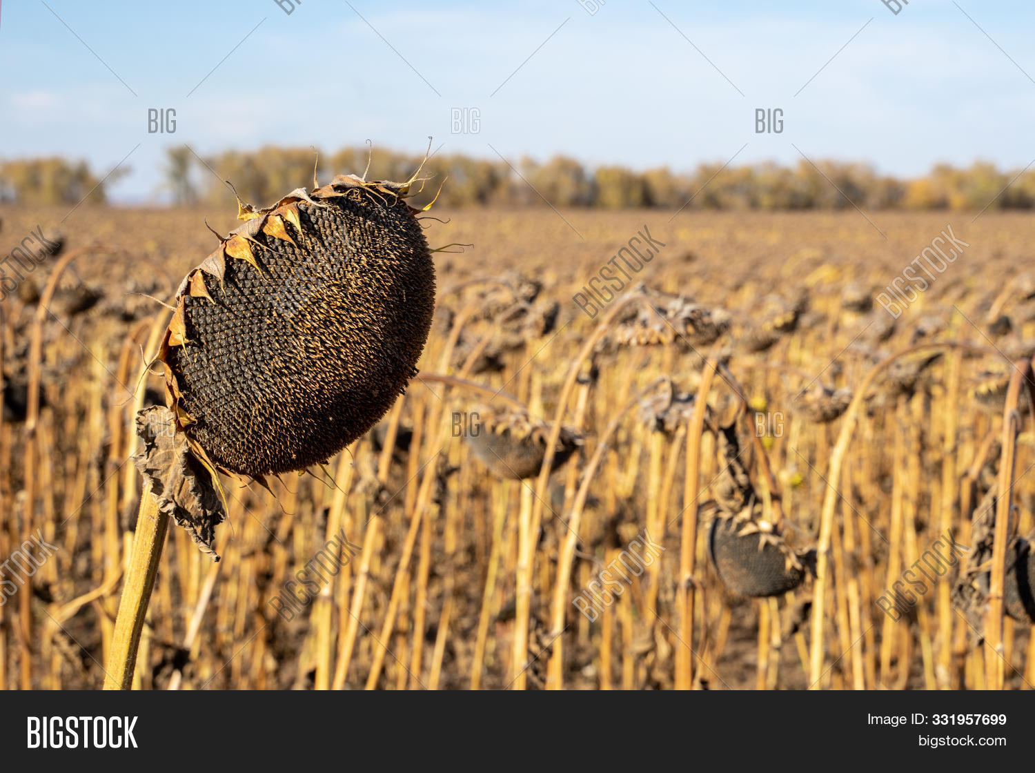 Withered Sunflowers Image & Photo (Free Trial) | Bigstock