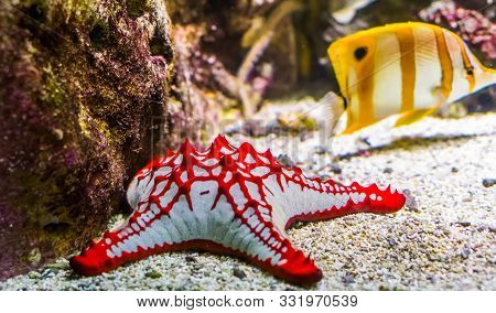 Closeup African Red Image & Photo (Free Trial) | Bigstock