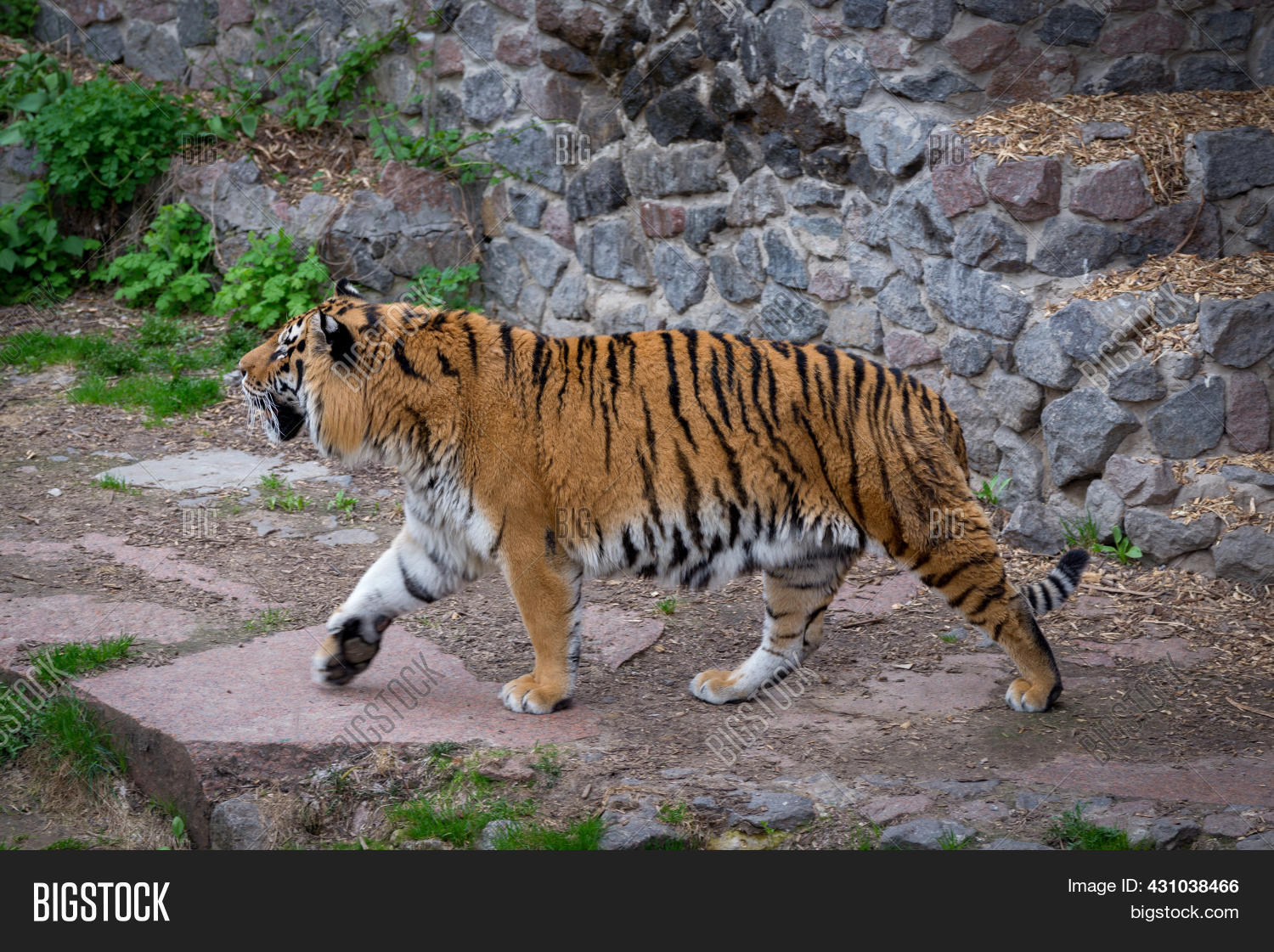 Big Tiger Walking Image & Photo (Free Trial) | Bigstock