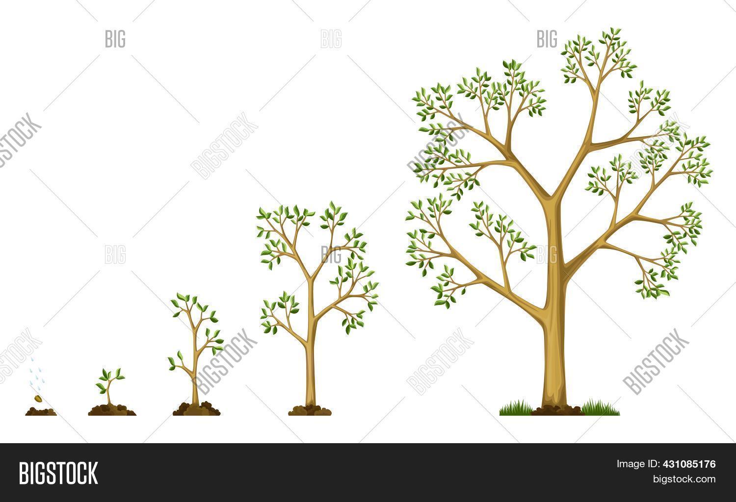 Stages Growth Tree Image & Photo (Free Trial) | Bigstock