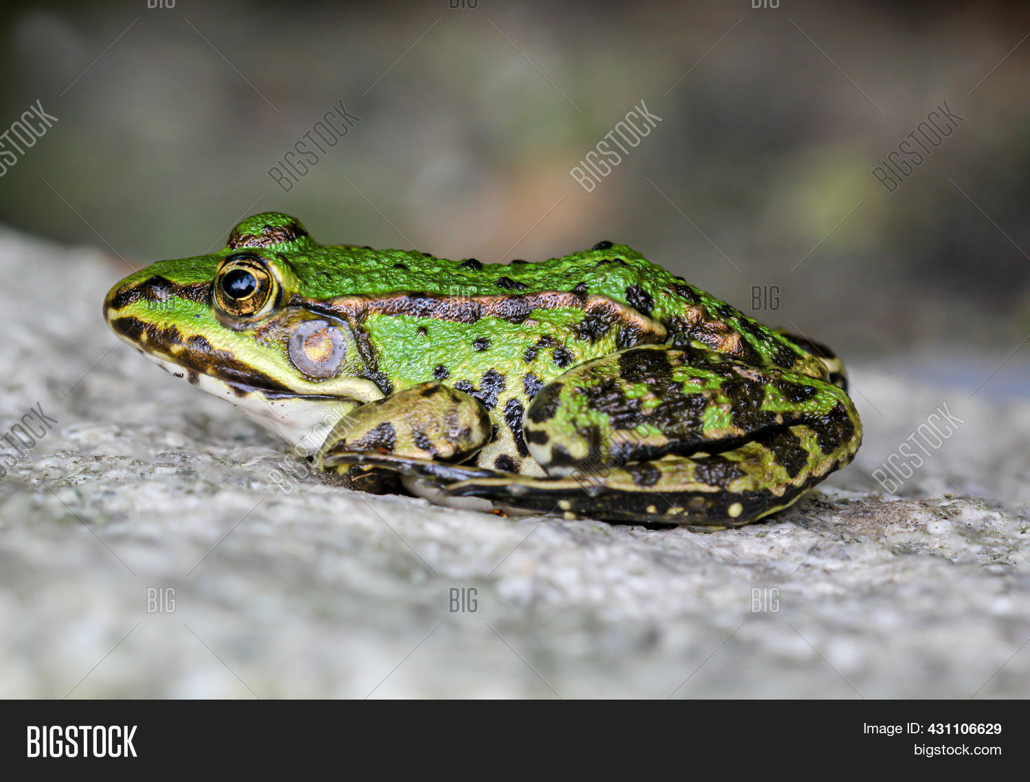 Portrait Small Green Image & Photo (Free Trial) | Bigstock