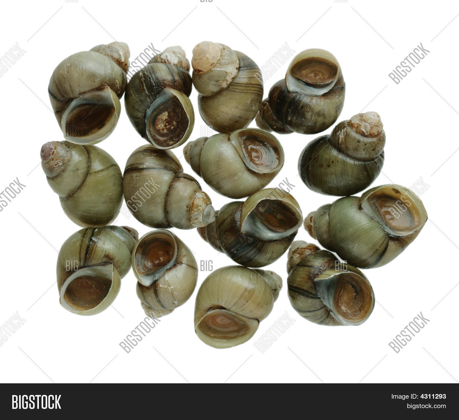 Rice Snail Image & Photo (Free Trial) | Bigstock