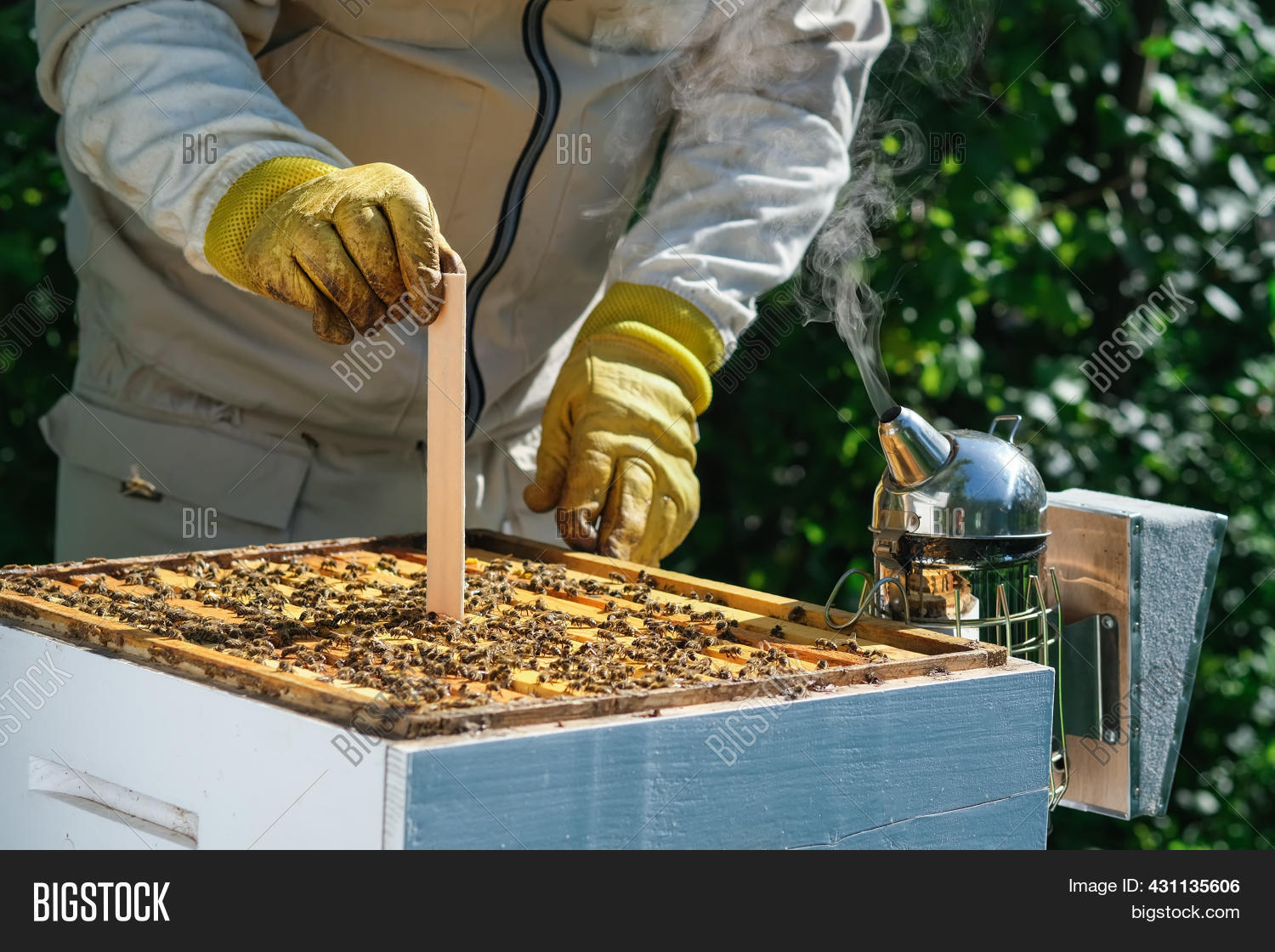 Varroa Mite Control. Image & Photo (Free Trial) | Bigstock