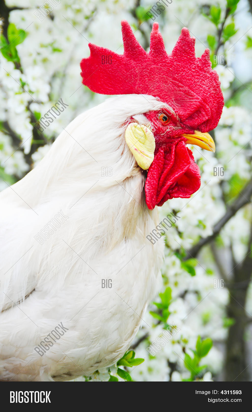 White Rooster Red Image & Photo (Free Trial) | Bigstock